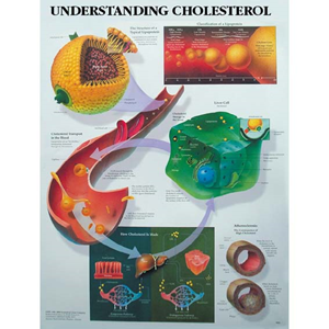 CHART UNDERSTANDING CHOLESTEROL, EACH - Livingstone IT