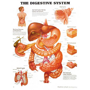 CHART DIGESTIVE SYSTEM, EACH - School