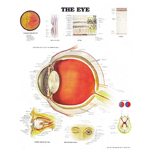ANATOMICAL EYE CHART, DETAILED ILLUSTRATION, MADE IN USA, EA