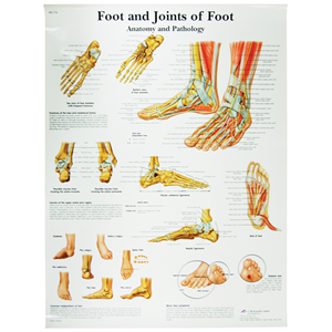 CHART FOOT AND JOINTS OF FOOT, EACH - Laboratory
