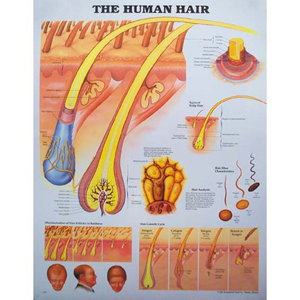 CHART THE HUMAN HAIR - School