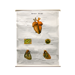 POLY LAMINATED BIOLOGICAL CHART, HEART (SIMPLE), EACH