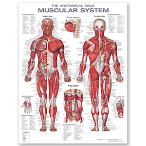 ANATOMICAL MALE MUSCULAR SYSTEM CHART 20" X 26" EACH